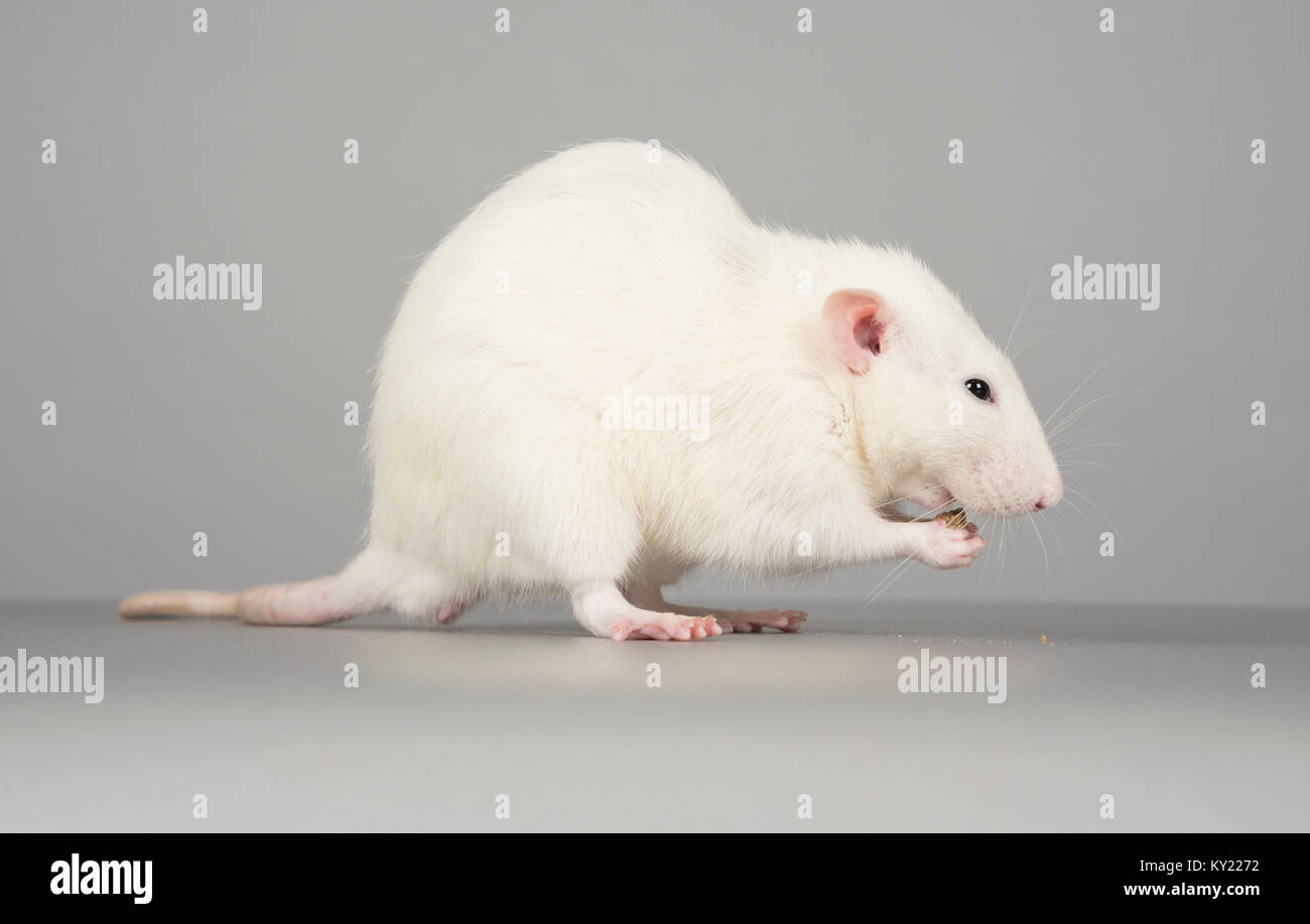 Lab rat eating hi-res stock photography and images - Alamy