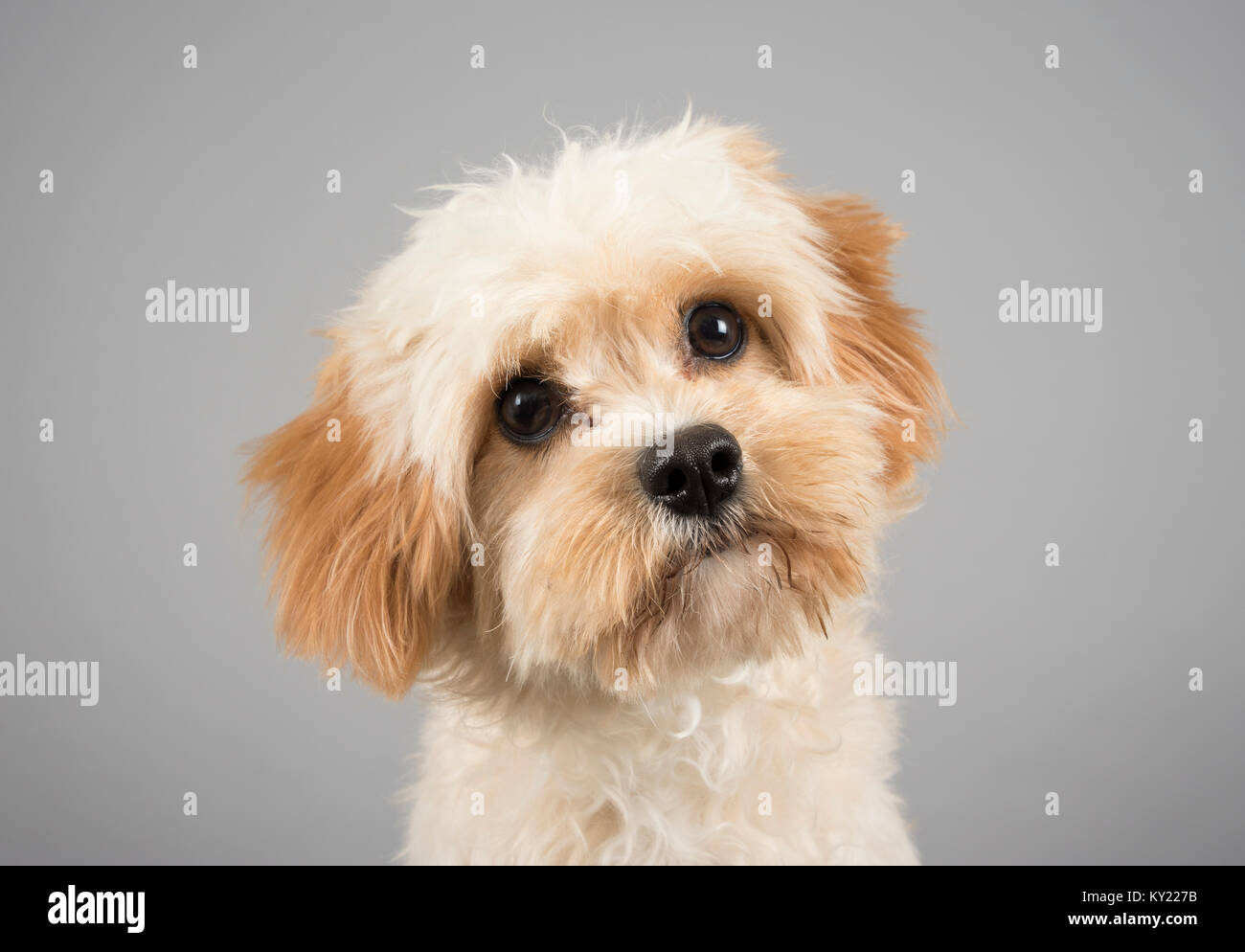 Portrait of a Cavoodle (also known as a Cavapoo), male, 8 months old ...
