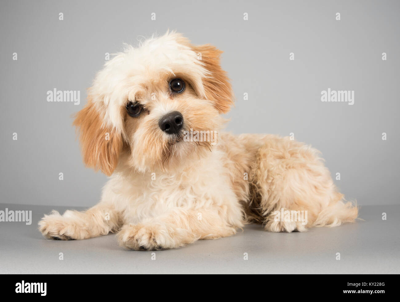 Cavadoodle