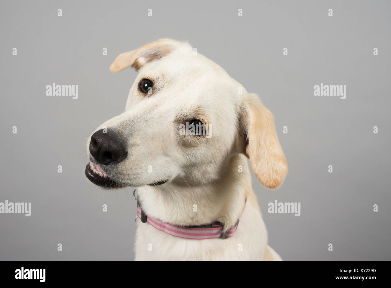 Happy saluki hi-res stock photography and images - Alamy