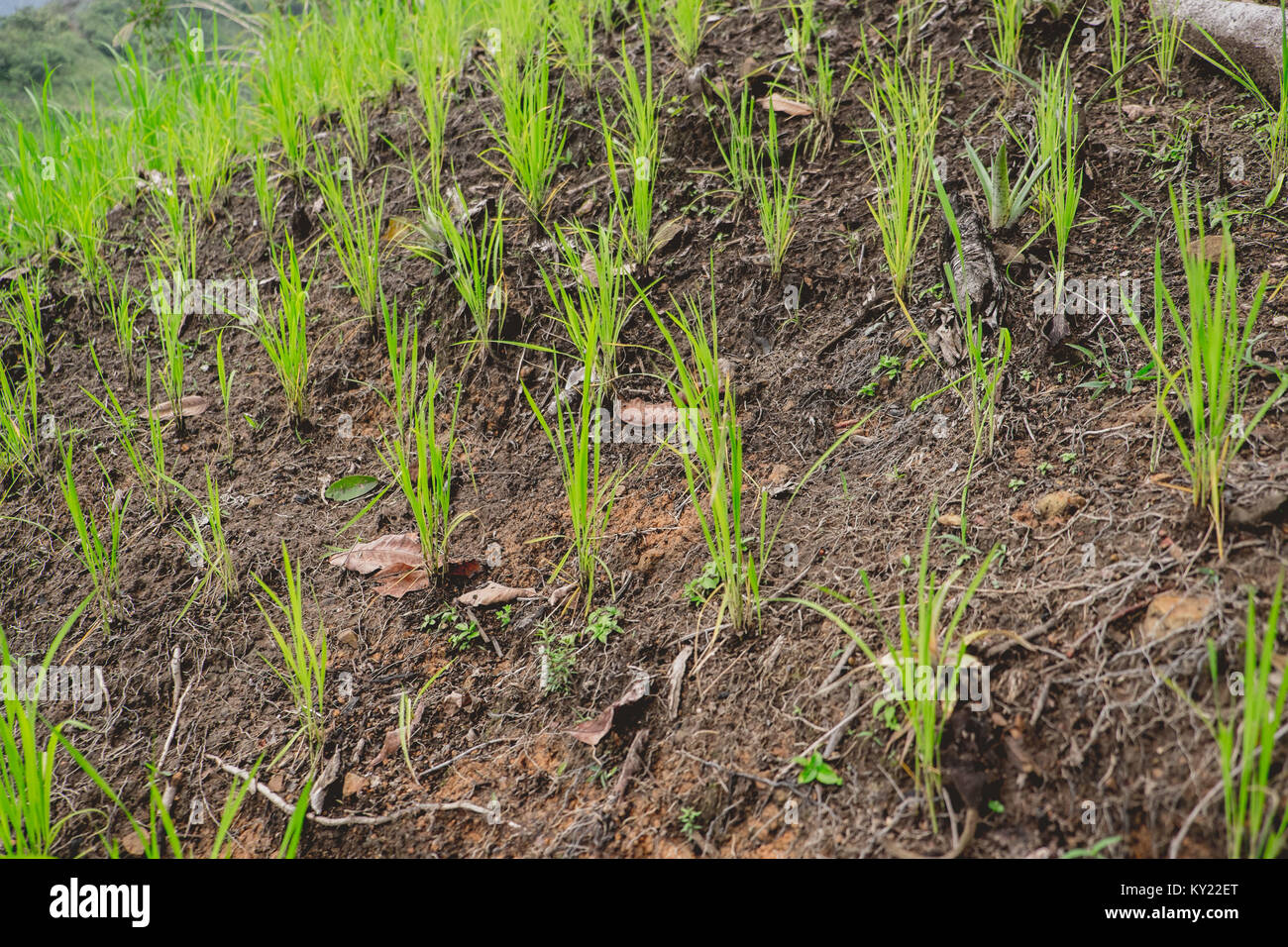 Dry rice field soil hi-res stock photography and images - Alamy