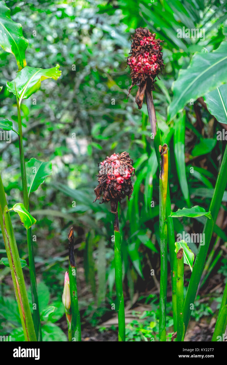 Wild ginger buds hi-res stock photography and images - Alamy
