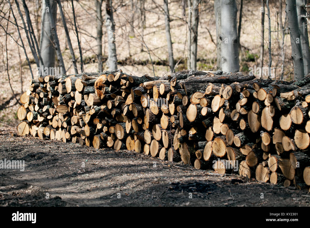 Firewood in the forest Stock Photo - Alamy