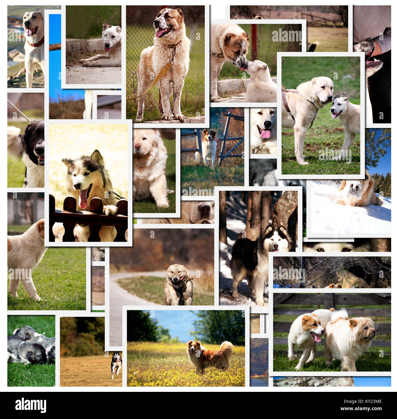 Germanboxer hi-res stock photography and images - Alamy