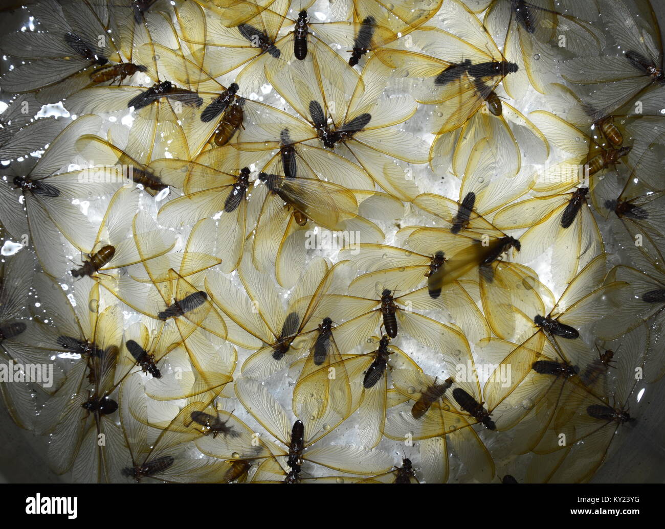 winged termite water trap in glass bowl Stock Photo - Alamy