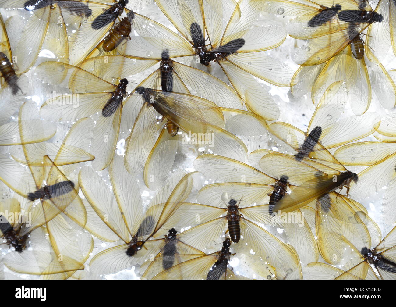 winged termite water trap in glass bowl Stock Photo - Alamy
