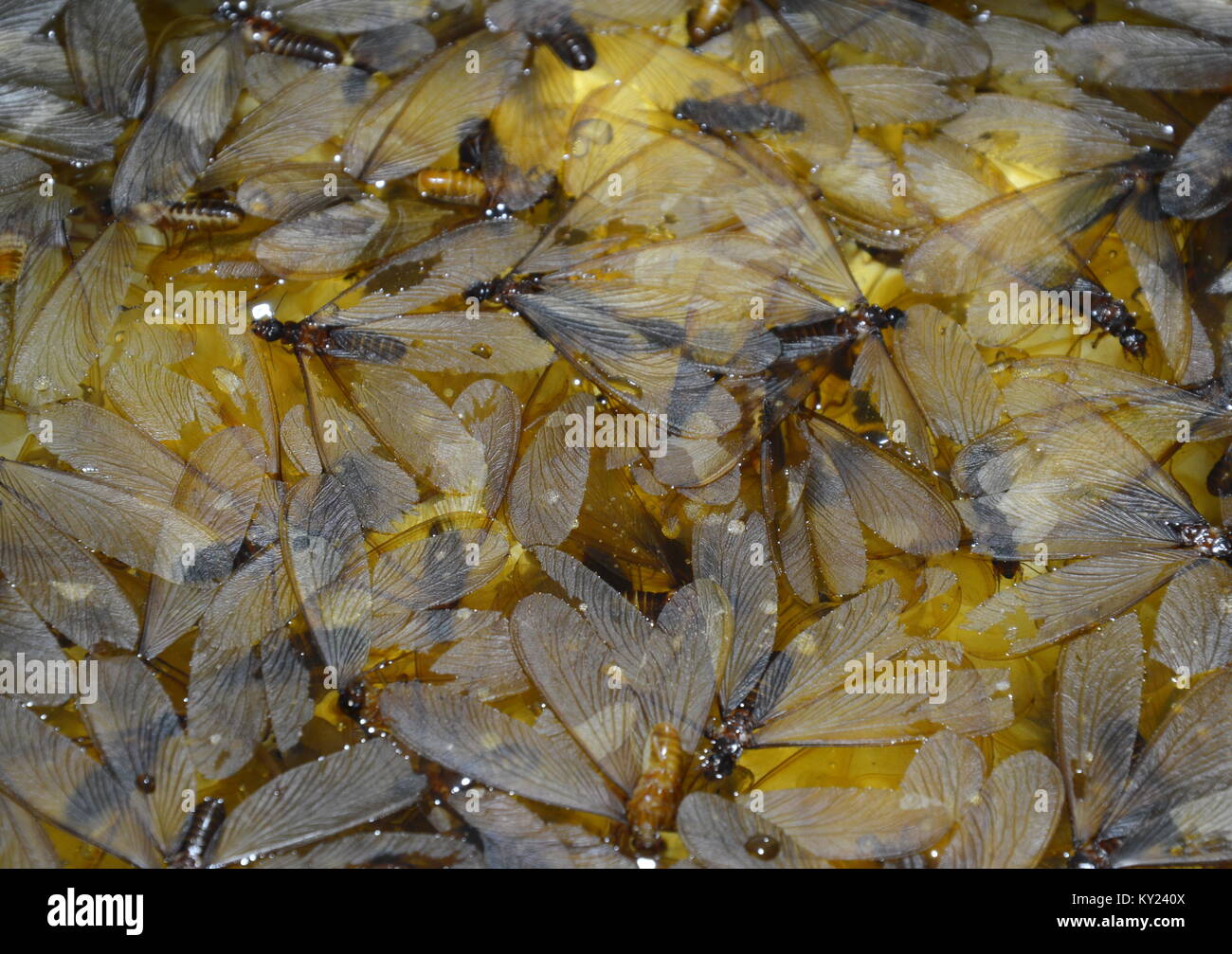 winged termite water trap in glass bowl Stock Photo - Alamy