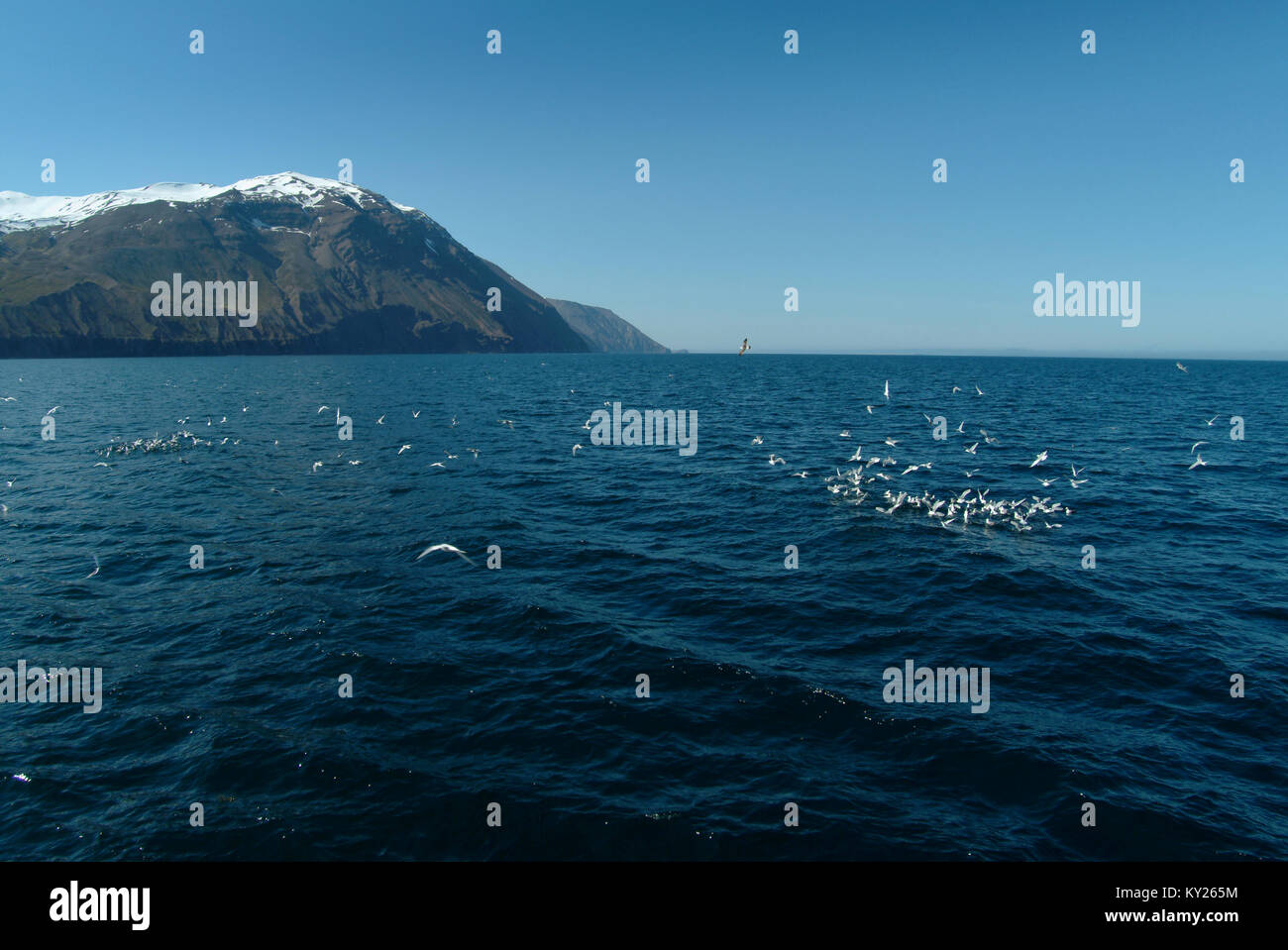 Seabirds gather on the Sea of Greenland, north of Husavik, Iceland ...