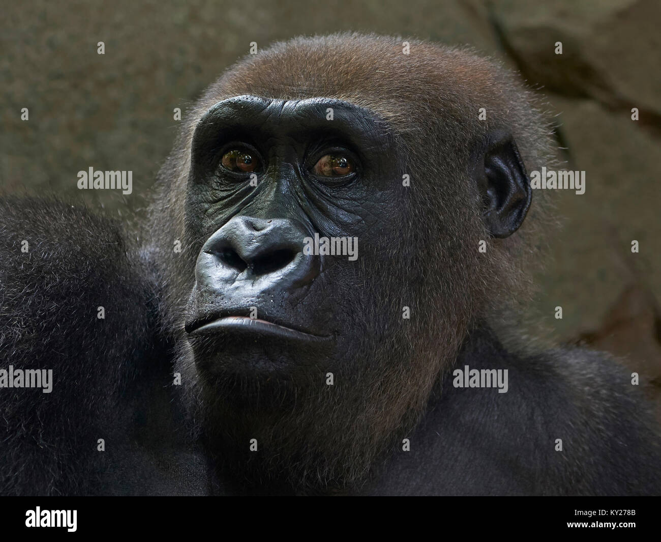 Closeup portrait of the western lowland gorilla Stock Photo - Alamy