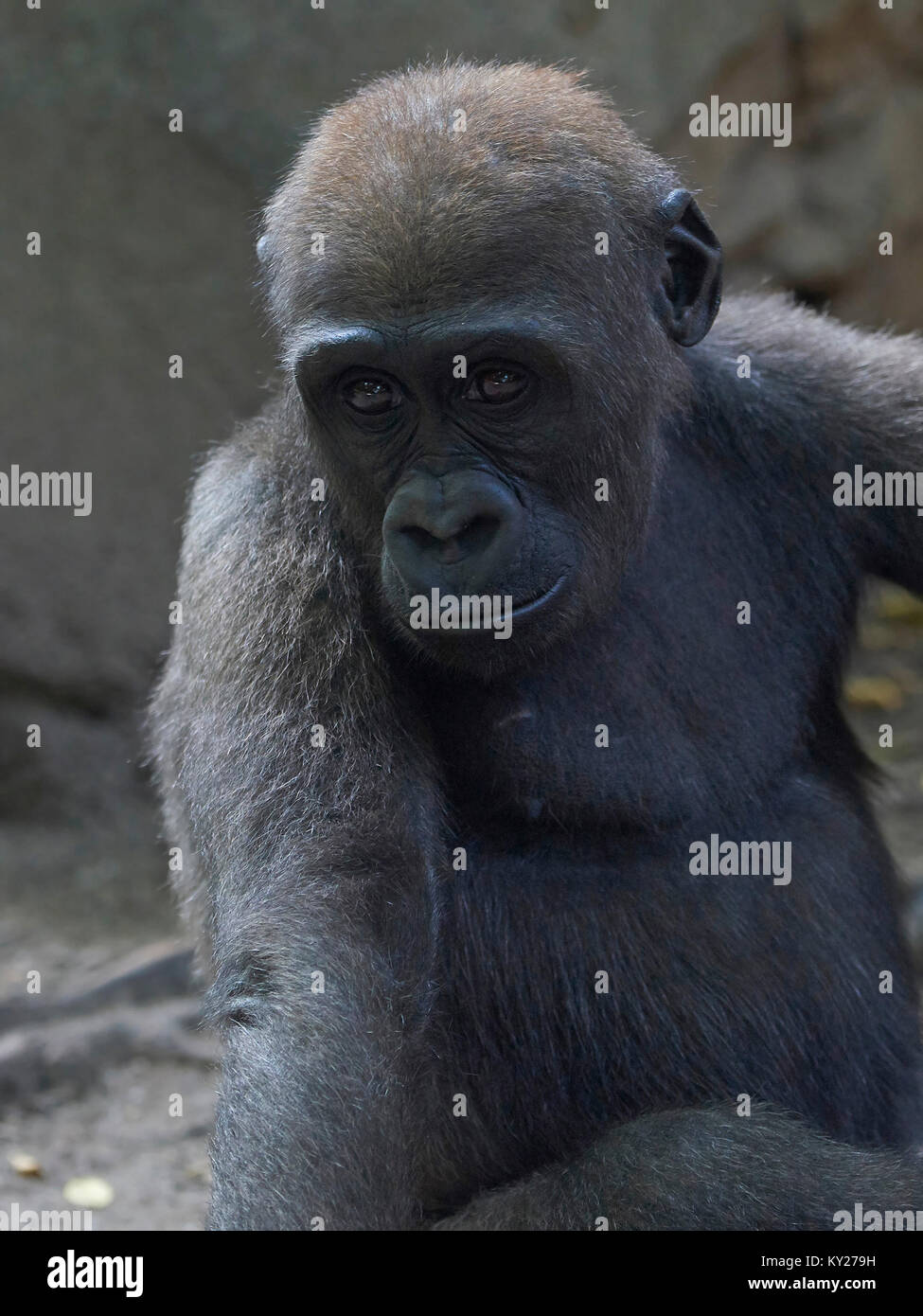 Closeup portrait of the western lowland gorilla Stock Photo - Alamy