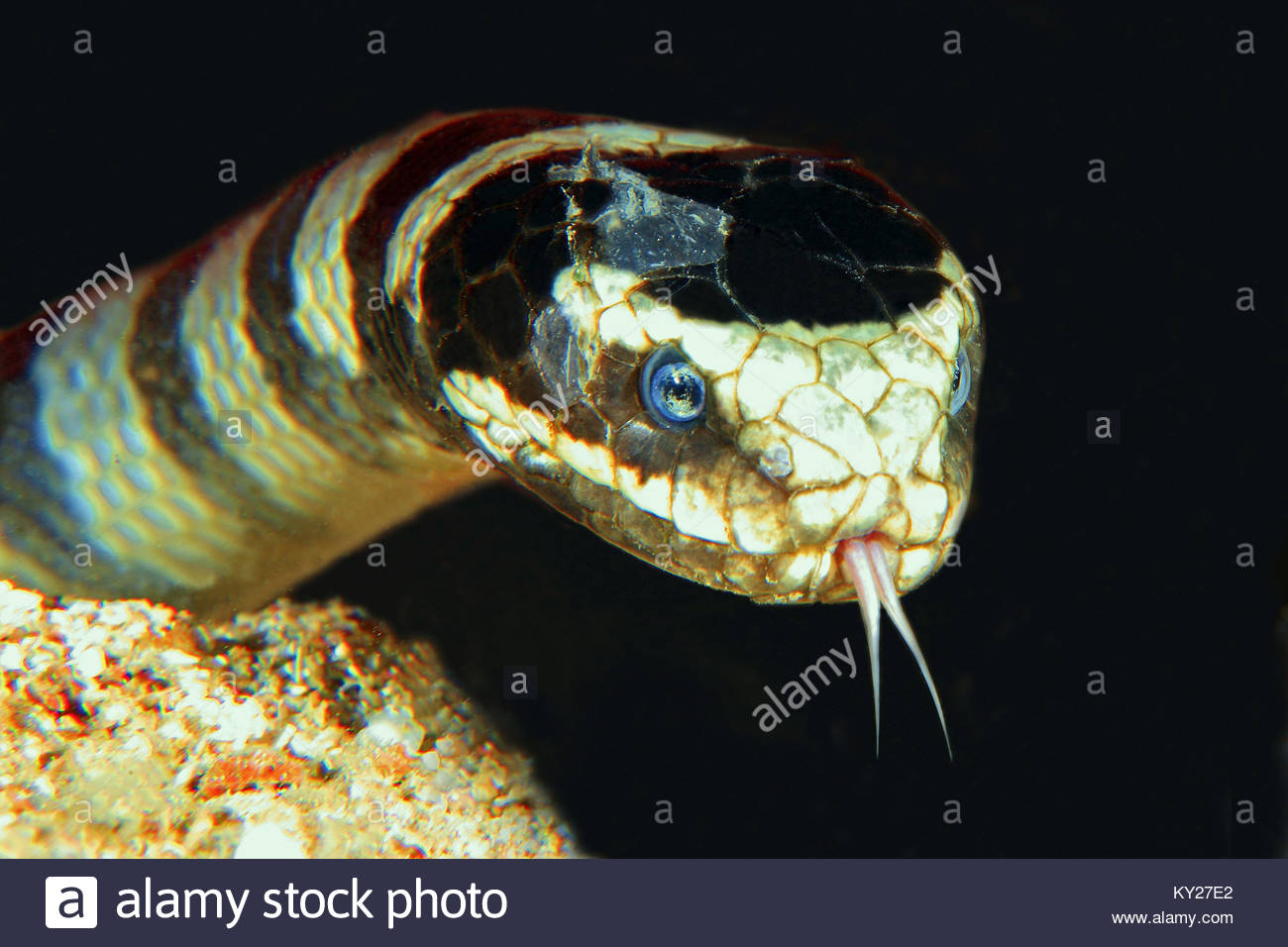 Krait Stock Photos & Krait Stock Images - Alamy