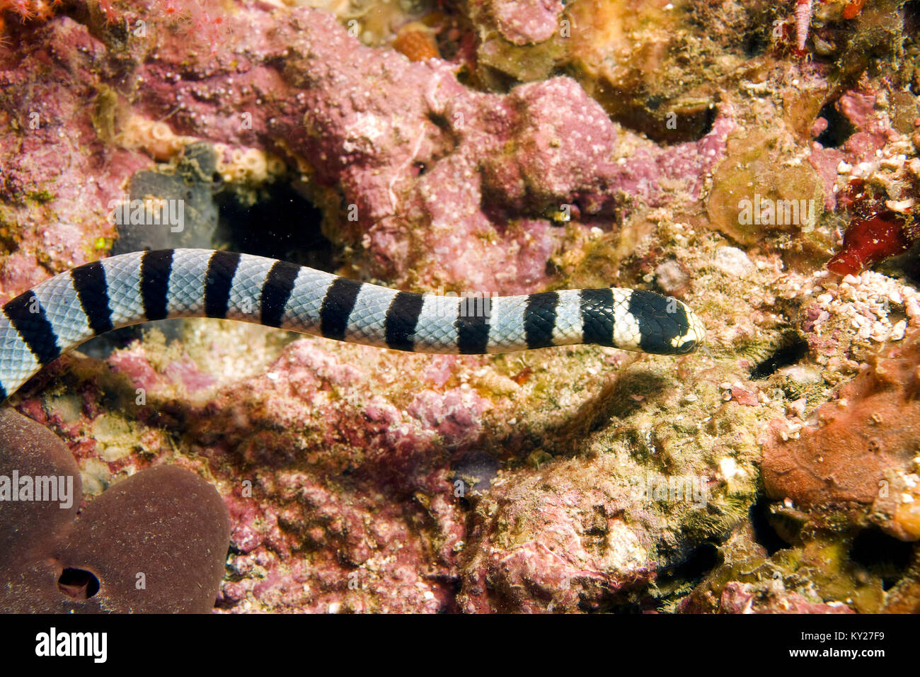 Banded Sea Krait, or, Yellow-lipped Sea Krait (Laticauda colubrina ...