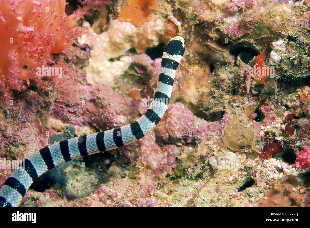 Banded Sea Krait, or, Yellow-lipped Sea Krait (Laticauda colubrina ...