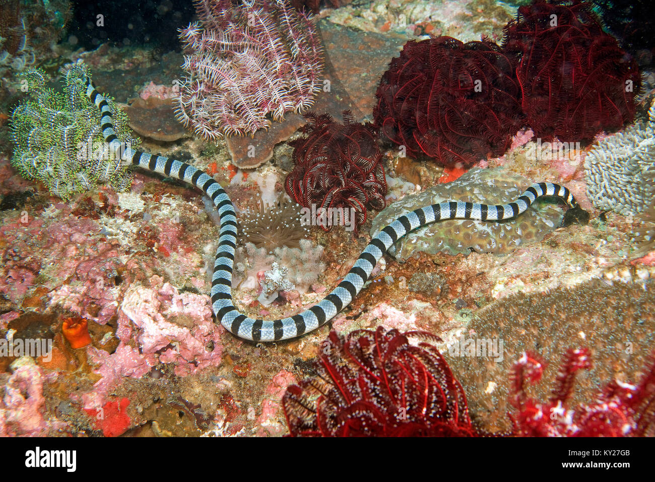 Krait hi-res stock photography and images - Alamy