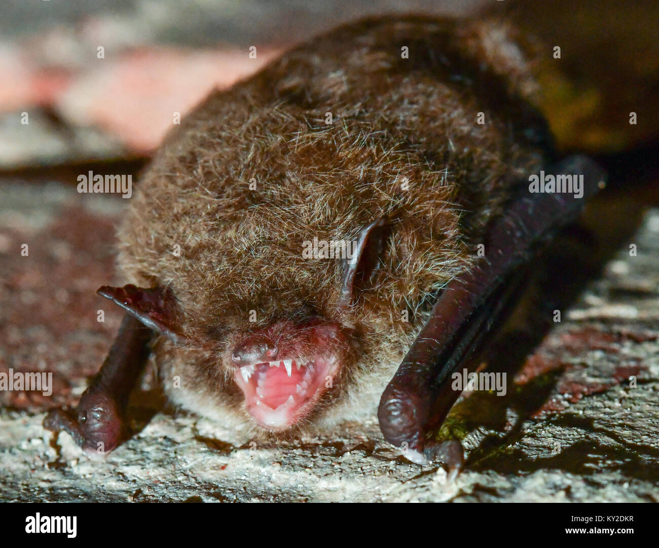 Oder, Germany. 12th Jan, 2018. A Daubenton's bat (Myotis daubentonii ...