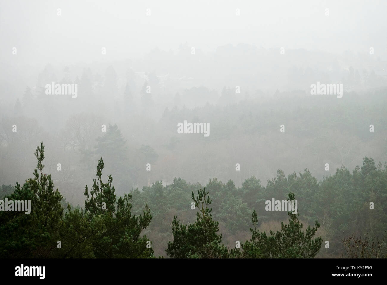 Crooksbury Hill, Farnham. 12th January 2018. Calm and misty conditions ...