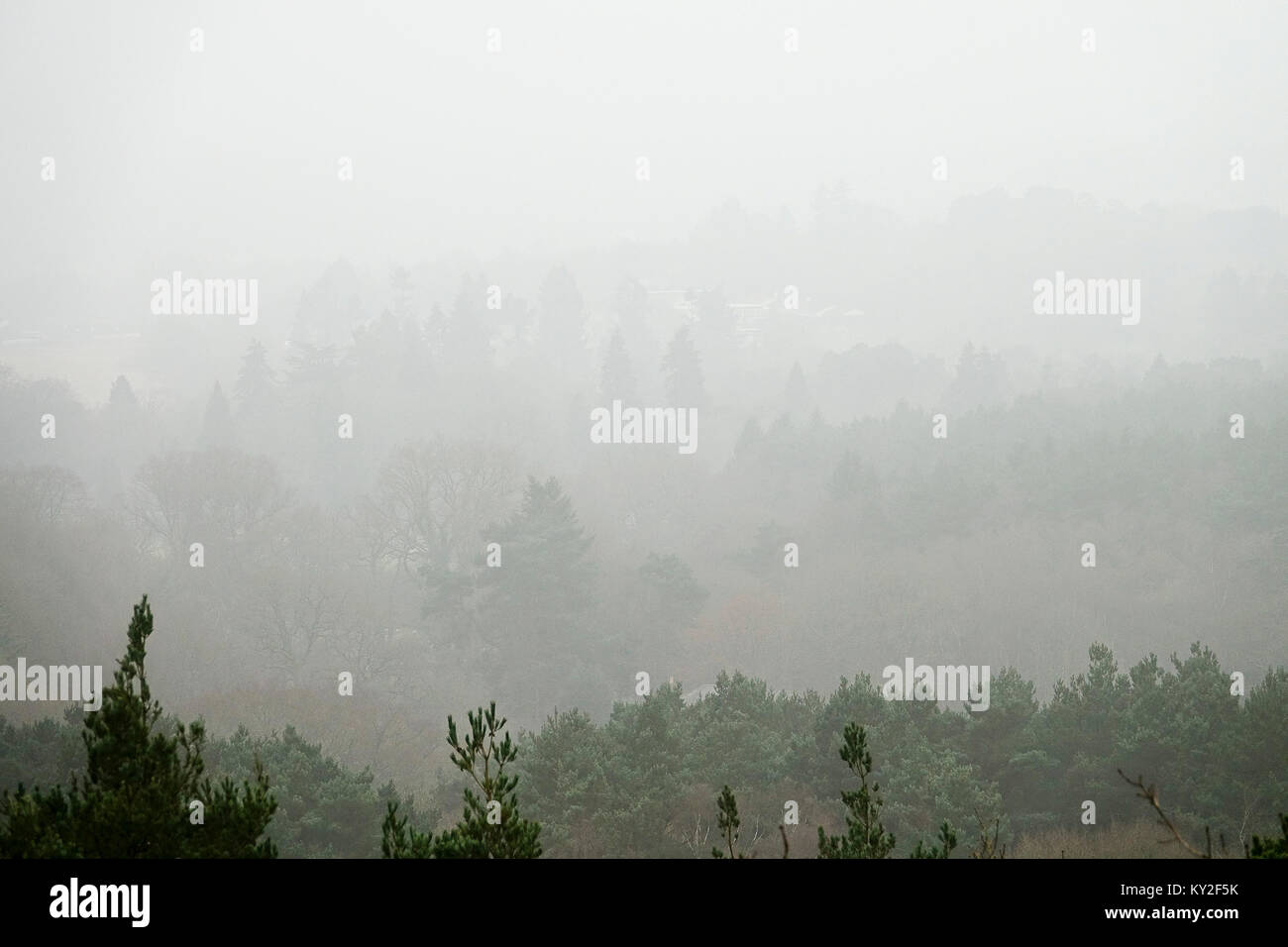 Crooksbury Hill, Farnham. 12th January 2018. Calm and misty conditions ...