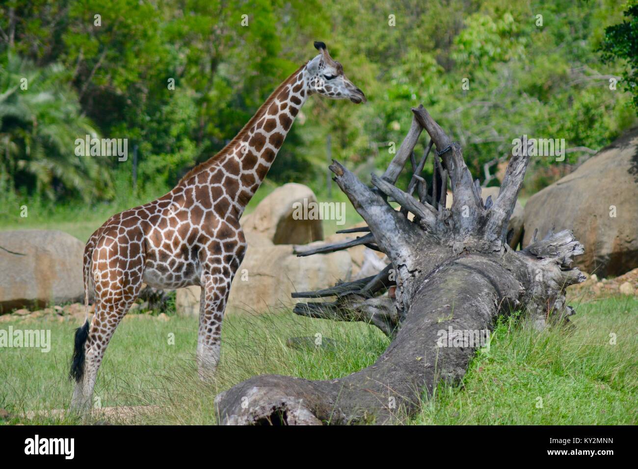 Giraffe, Giraffa camelopardalis, standing tall in the grass plains of ...