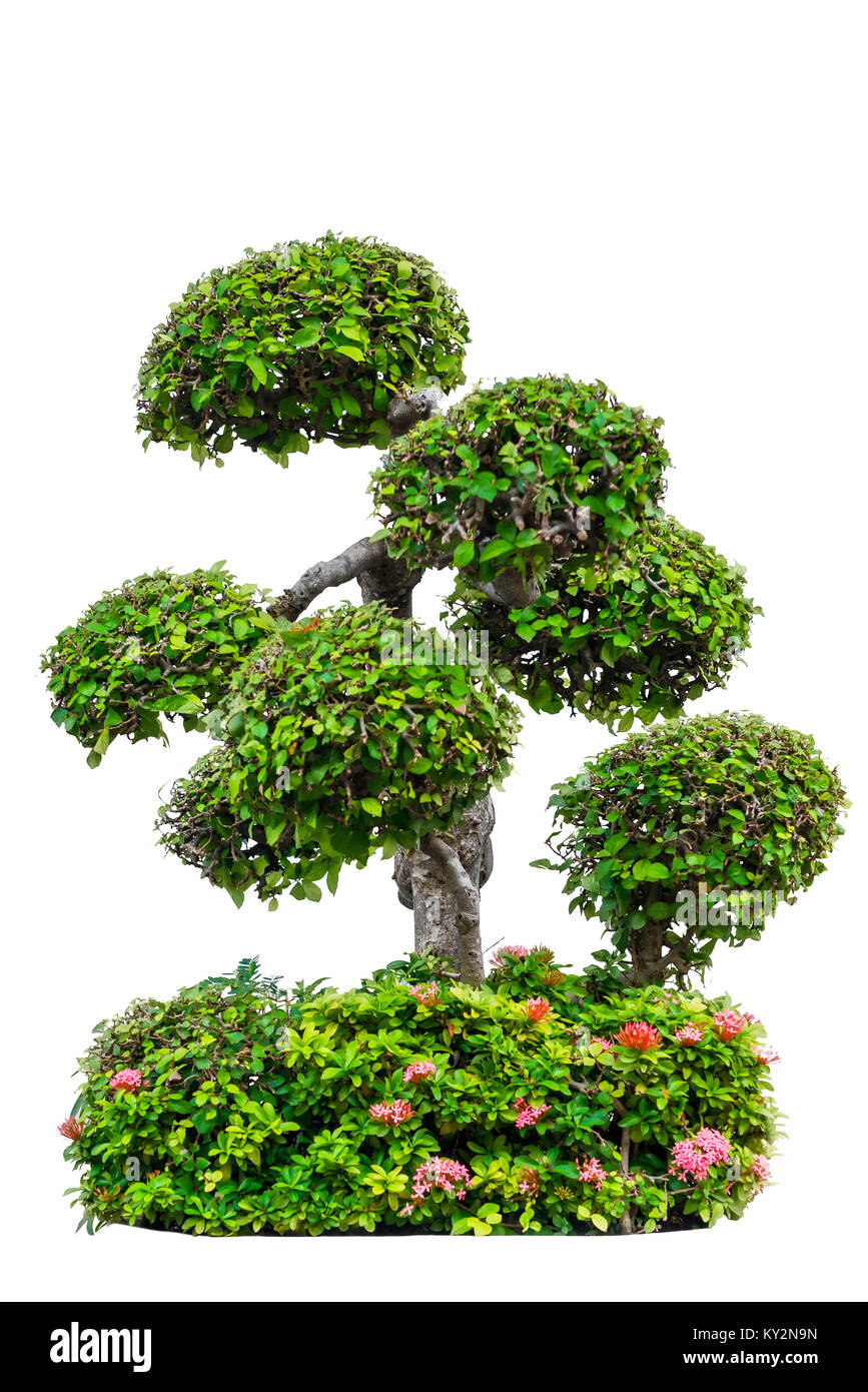 beautiful decorative tree isolated on white background Stock Photo - Alamy