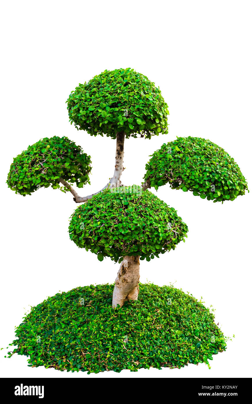 Small decorative tree hi-res stock photography and images - Alamy