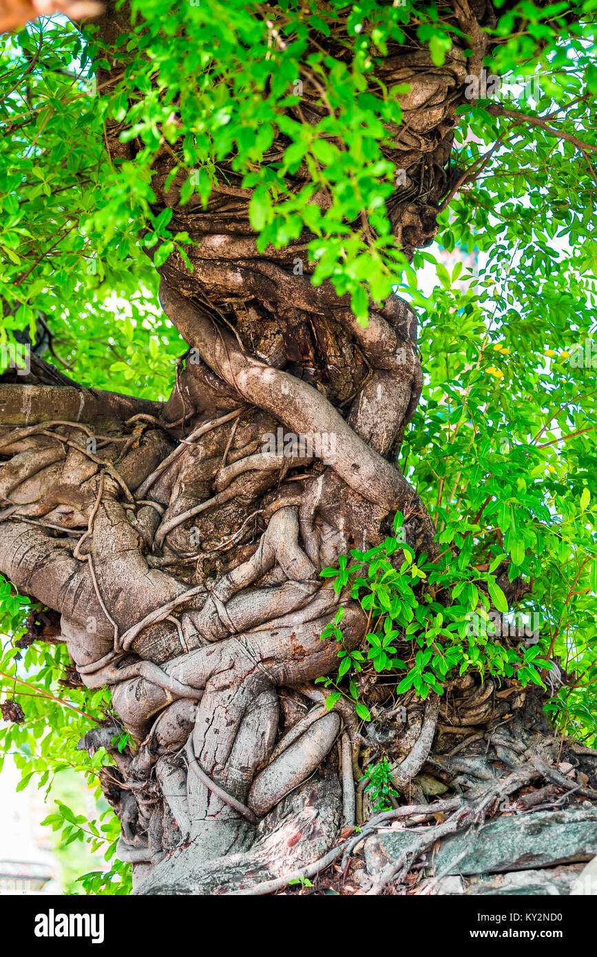 woven tree trunks unusual tree tropical close-up Stock Photo - Alamy