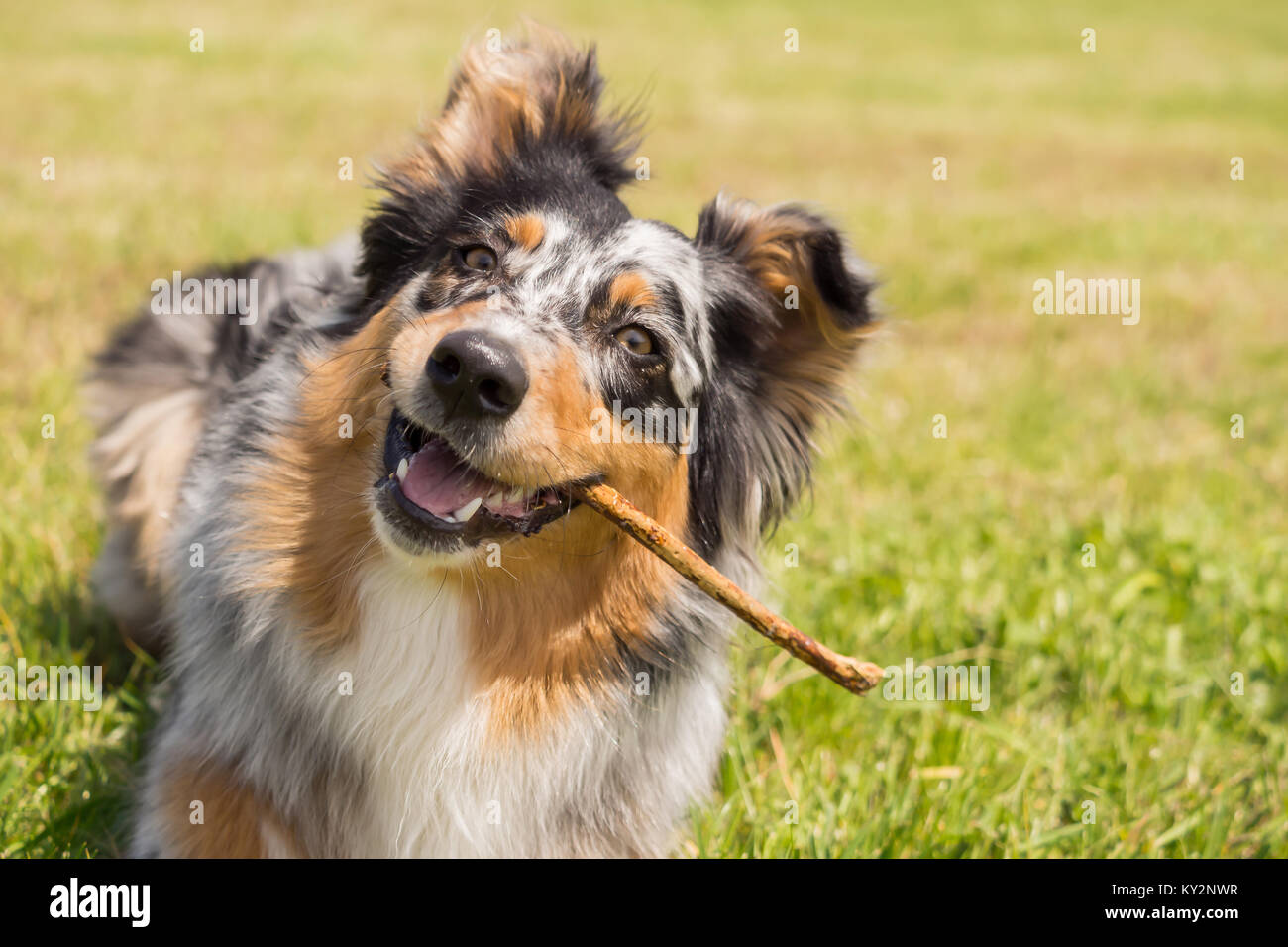A beautiful Australian Shepherd playing outside Stock Photo - Alamy
