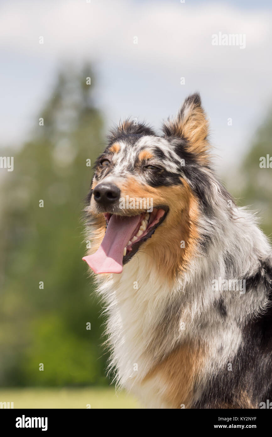 A beautiful Australian Shepherd playing outside Stock Photo - Alamy