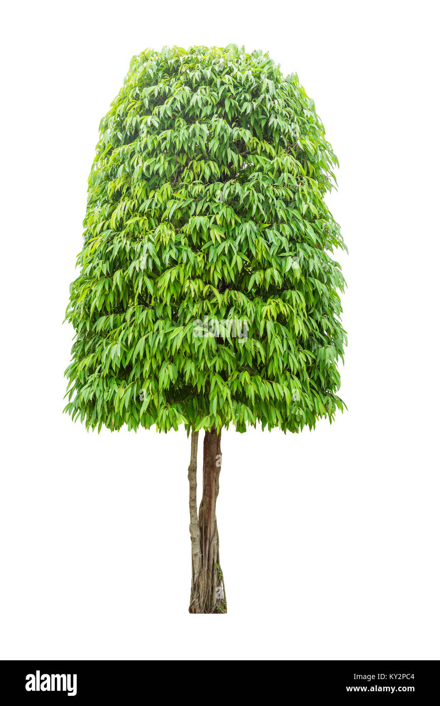 Green tree isolated on white background Stock Photo - Alamy