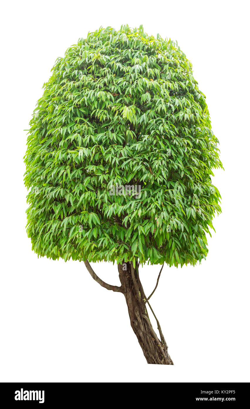 Green tree isolated on white background Stock Photo - Alamy