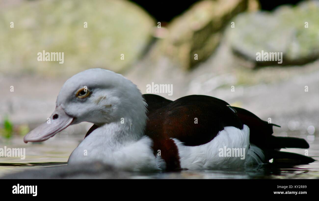 Radjah shelduck, Radjah radjah, raja shelduck, black-backed shelduck ...