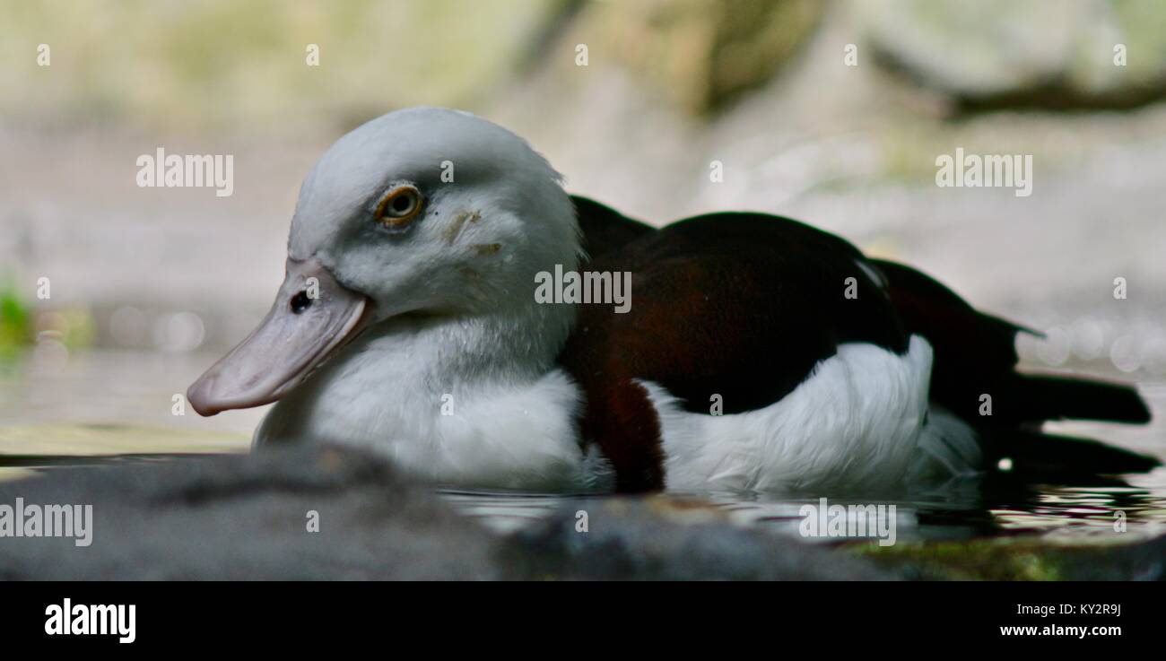 Radjah shelduck, Radjah radjah, raja shelduck, black-backed shelduck ...