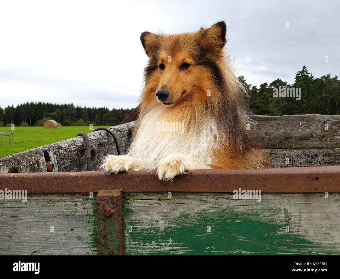 Sheltie; Shetland Sheepdog, mini collie Stock Photo - Alamy