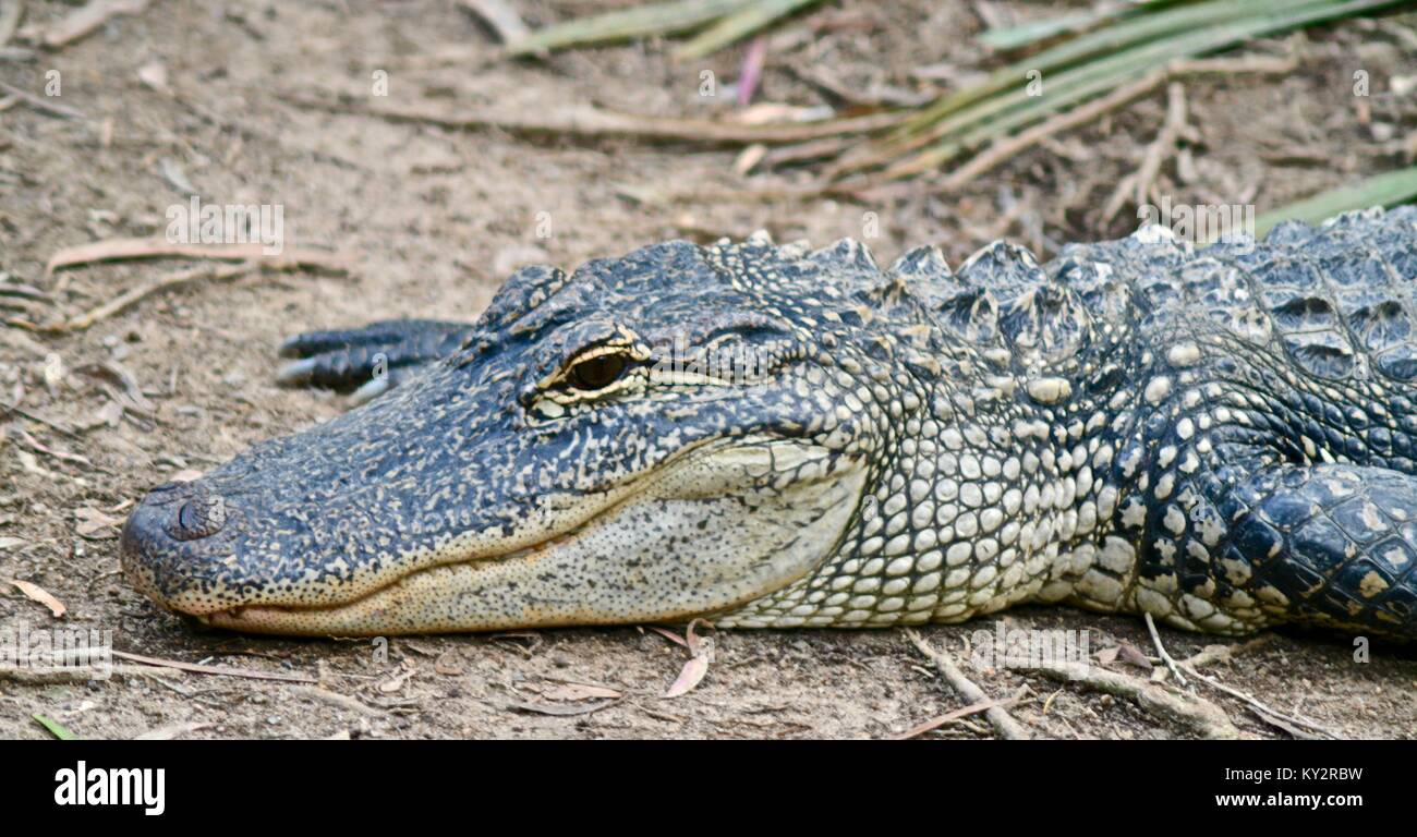 American alligator, Alligator mississippiensis, Australia Zoo, Beerwah ...