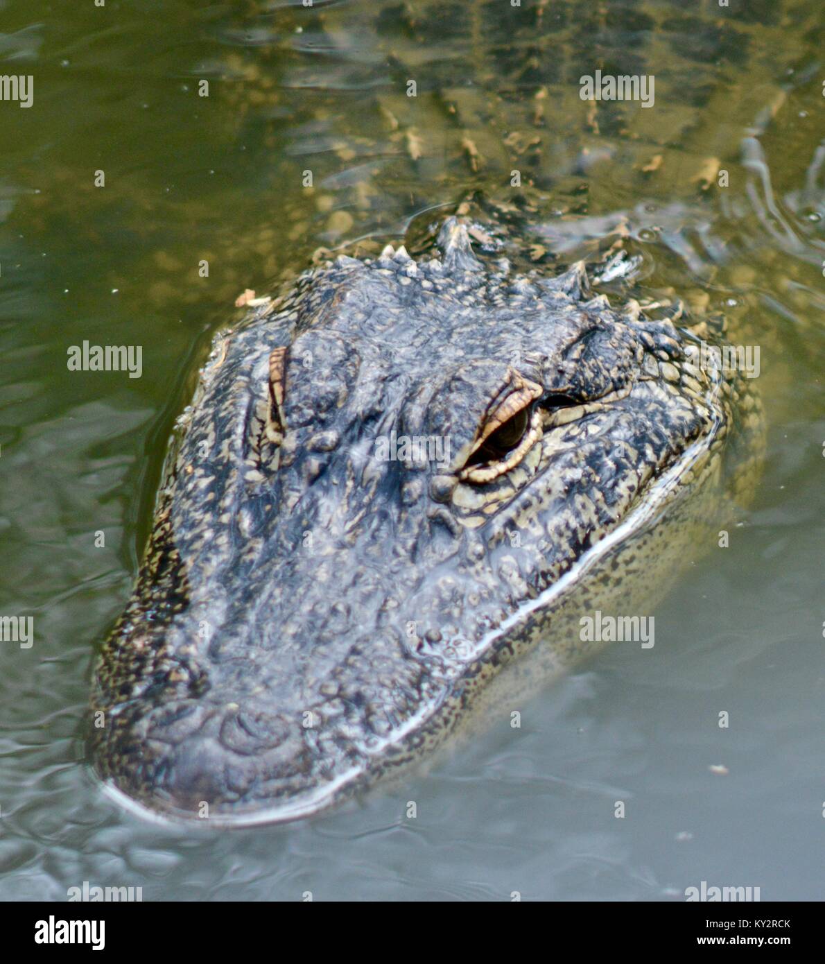 Aquatic reptiles native to the tropical regions of the world hi-res ...