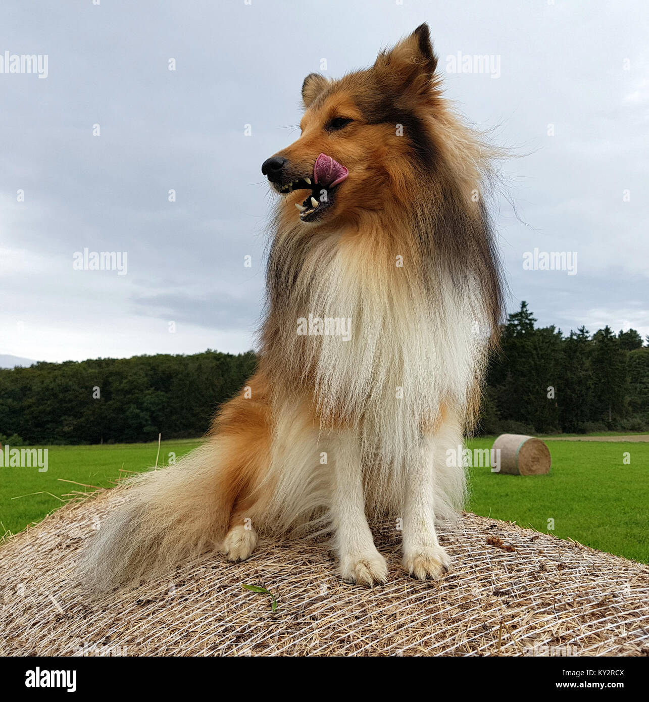 Sheltie; Shetland Sheepdog, mini collie Stock Photo - Alamy