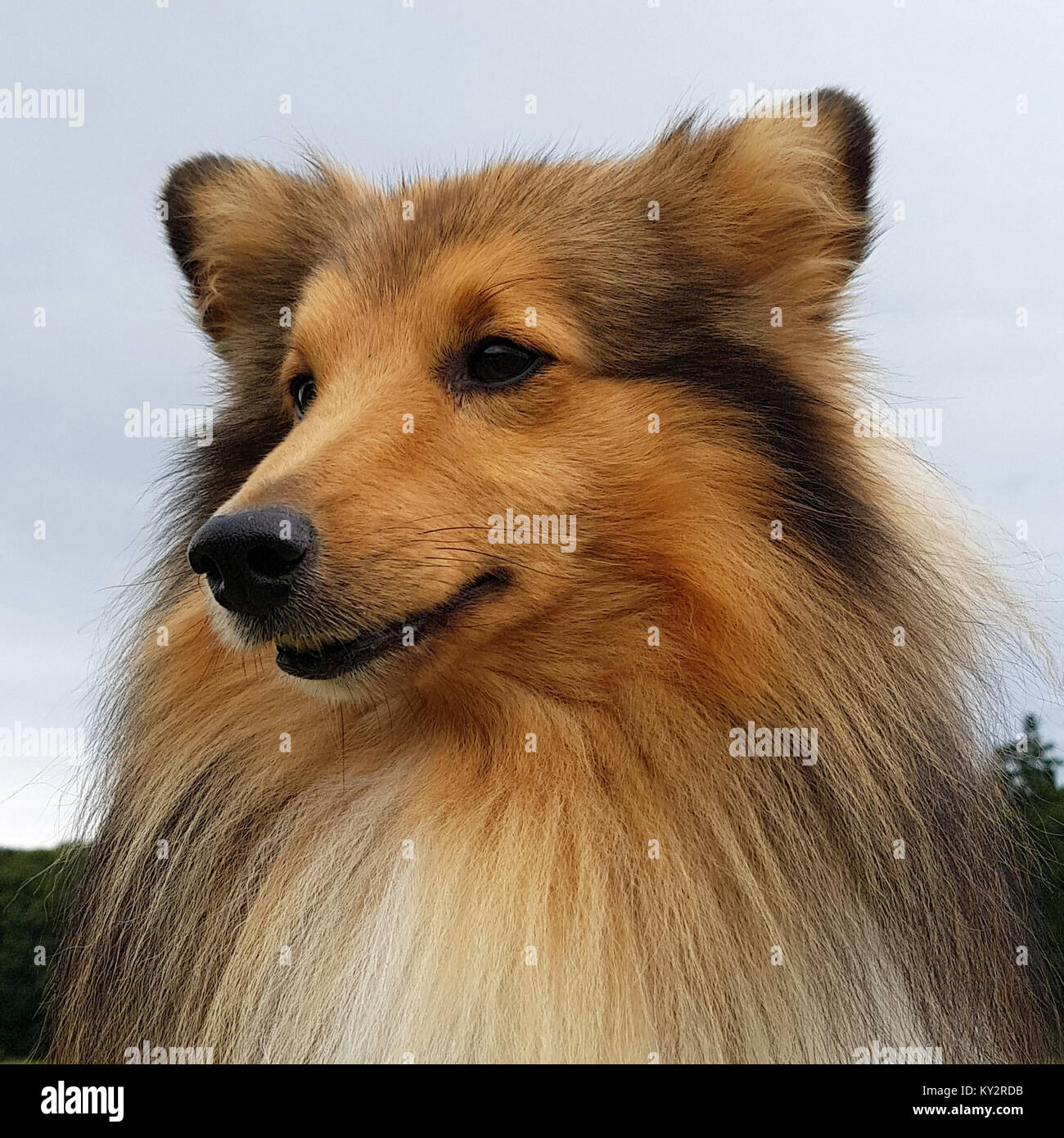 Sheltie; Shetland Sheepdog, mini collie Stock Photo - Alamy