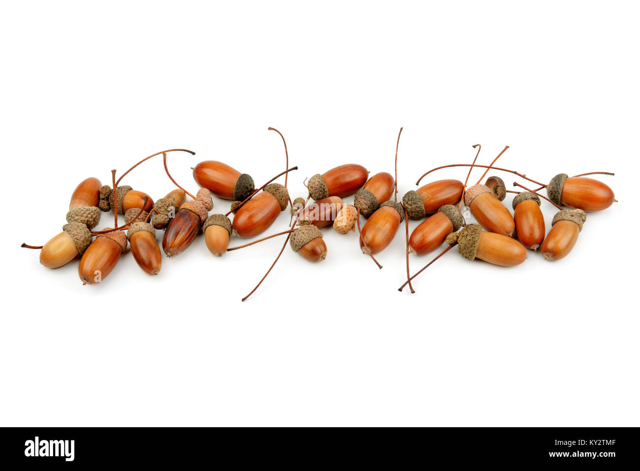 oak acorns isolated on white background Stock Photo - Alamy