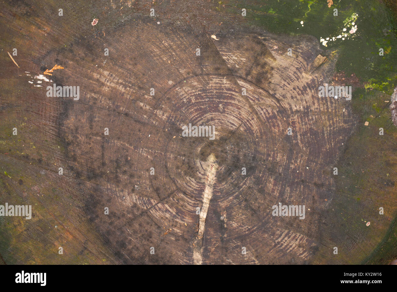 wet trunk on the cut tree Stock Photo - Alamy