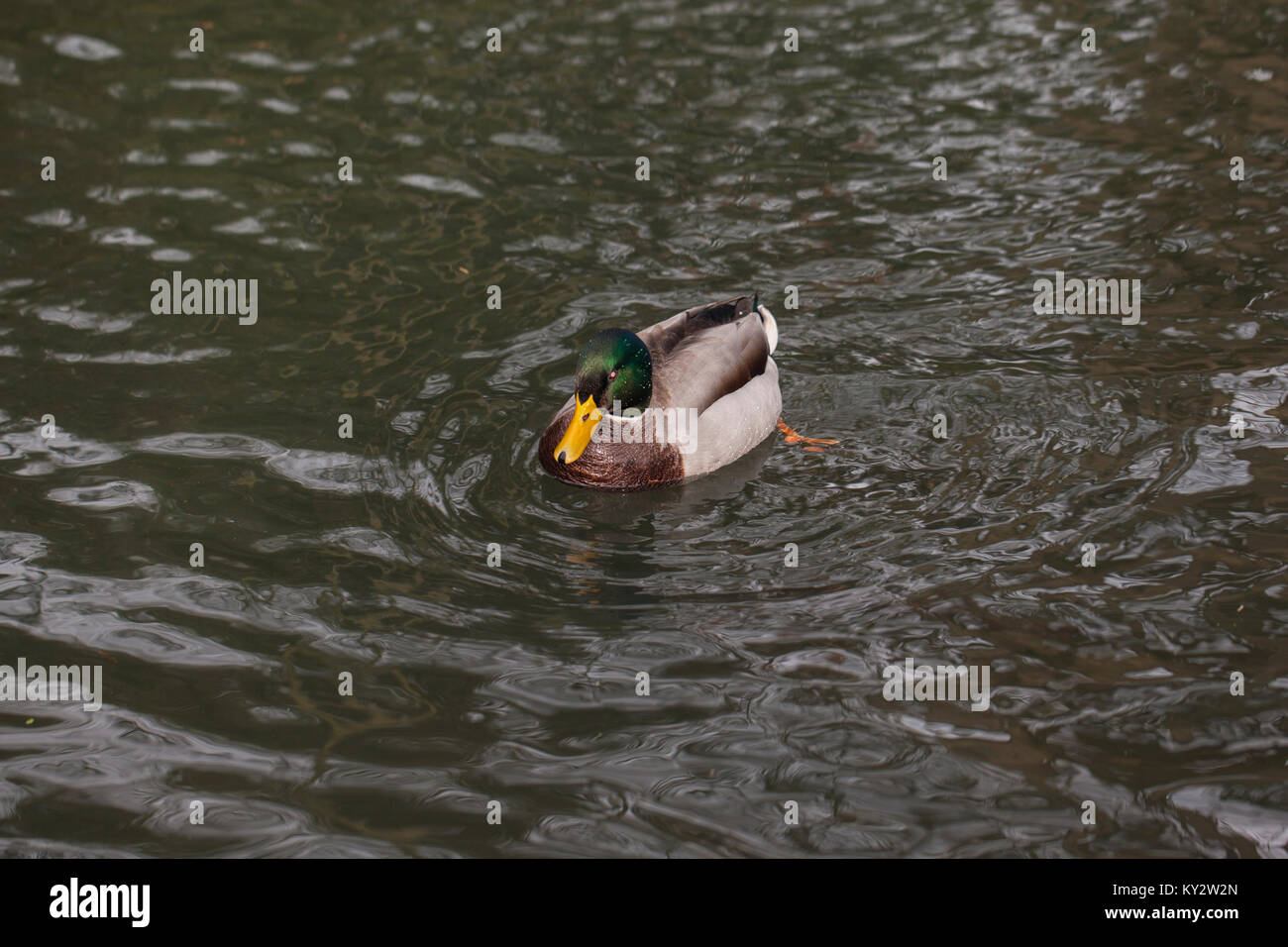 one duck floats in the water Stock Photo - Alamy