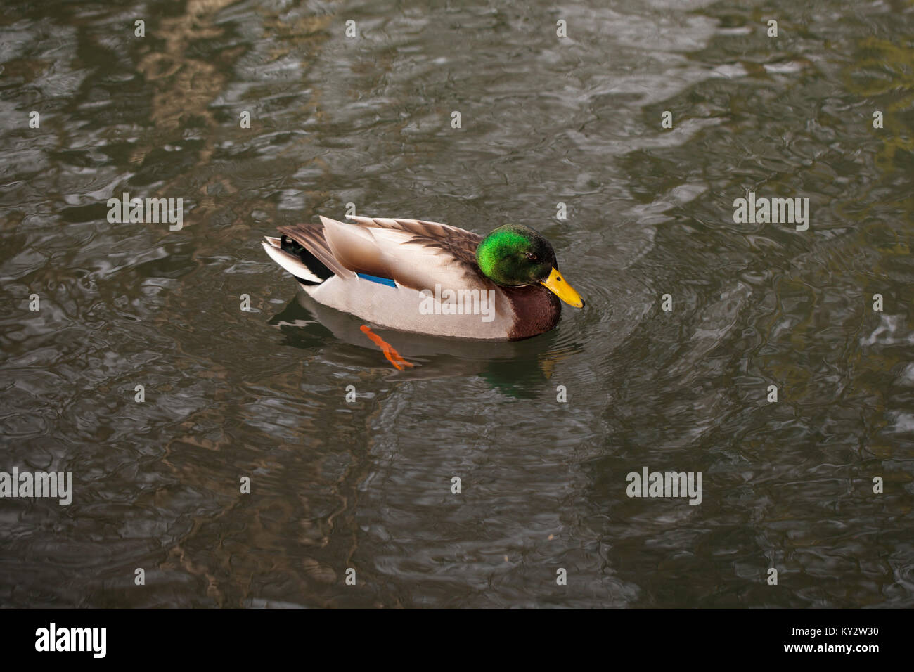 duck in water Stock Photo - Alamy