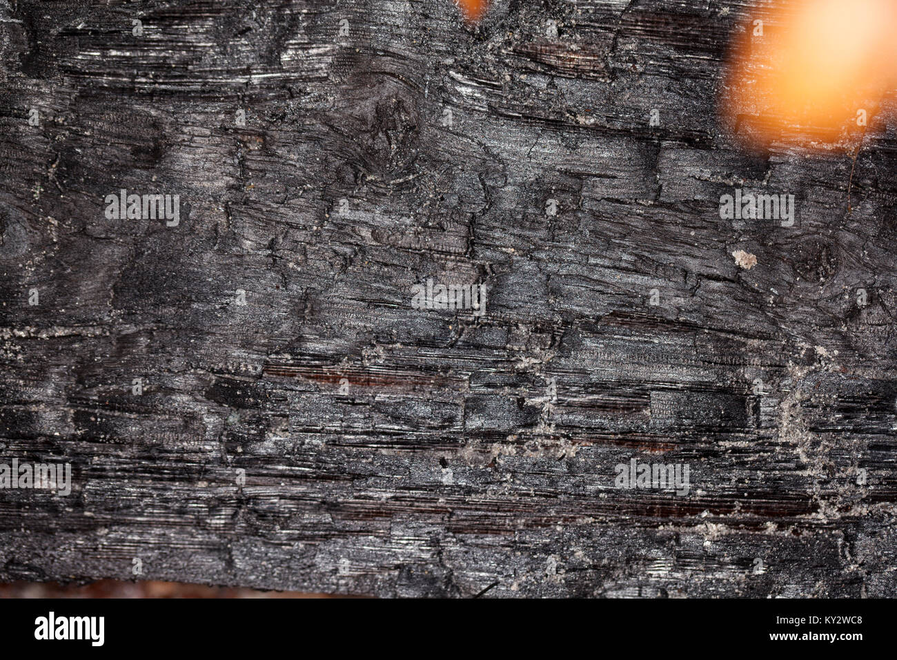 Seared forest hi-res stock photography and images - Alamy