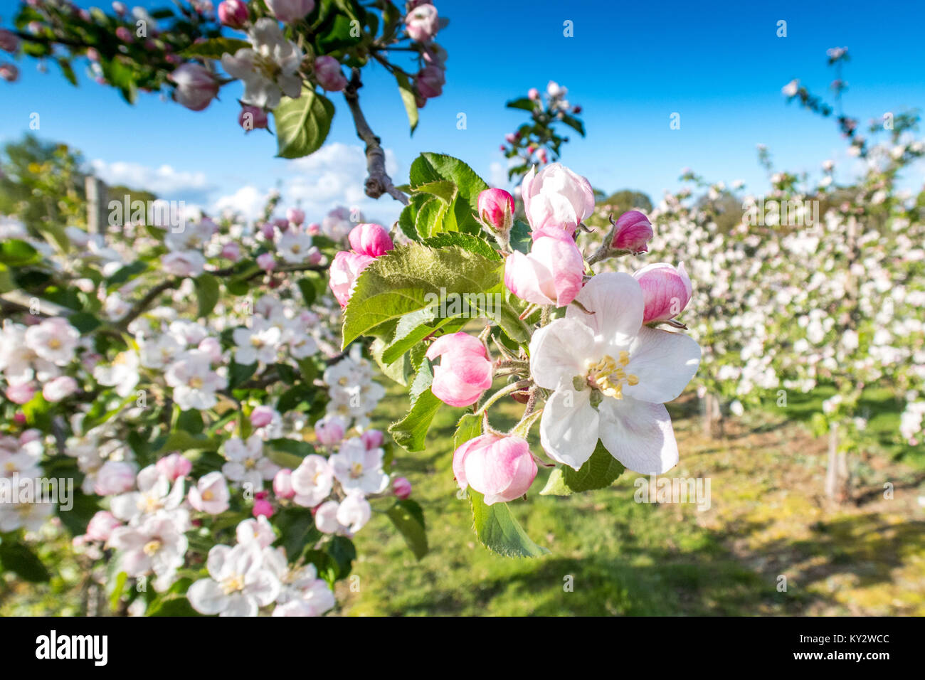 Orchard with flowering apple trees hi-res stock photography and images ...