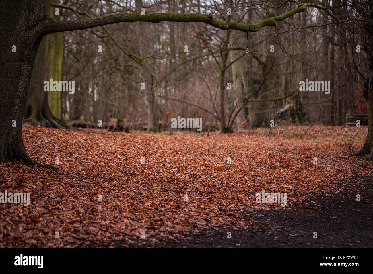sad autumn depressing view of the park Stock Photo - Alamy