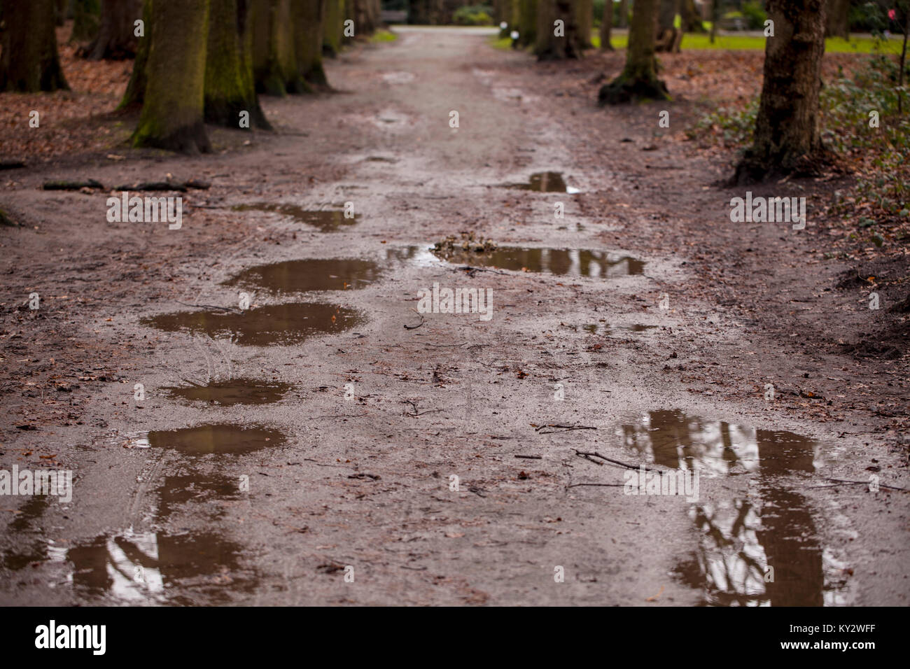 Puddles of rain on a meadow hi-res stock photography and images - Alamy