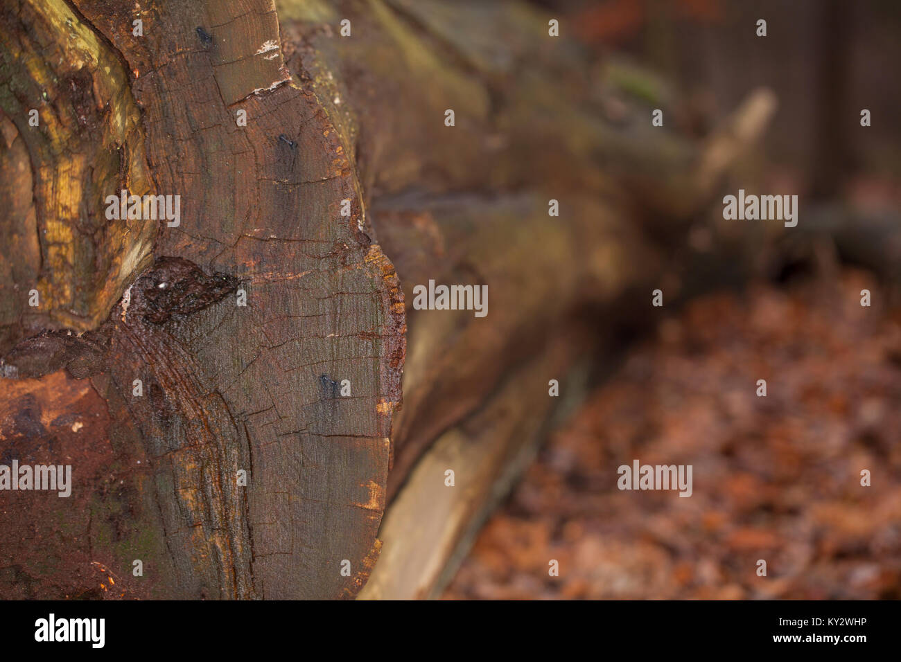 old felled tree Stock Photo - Alamy