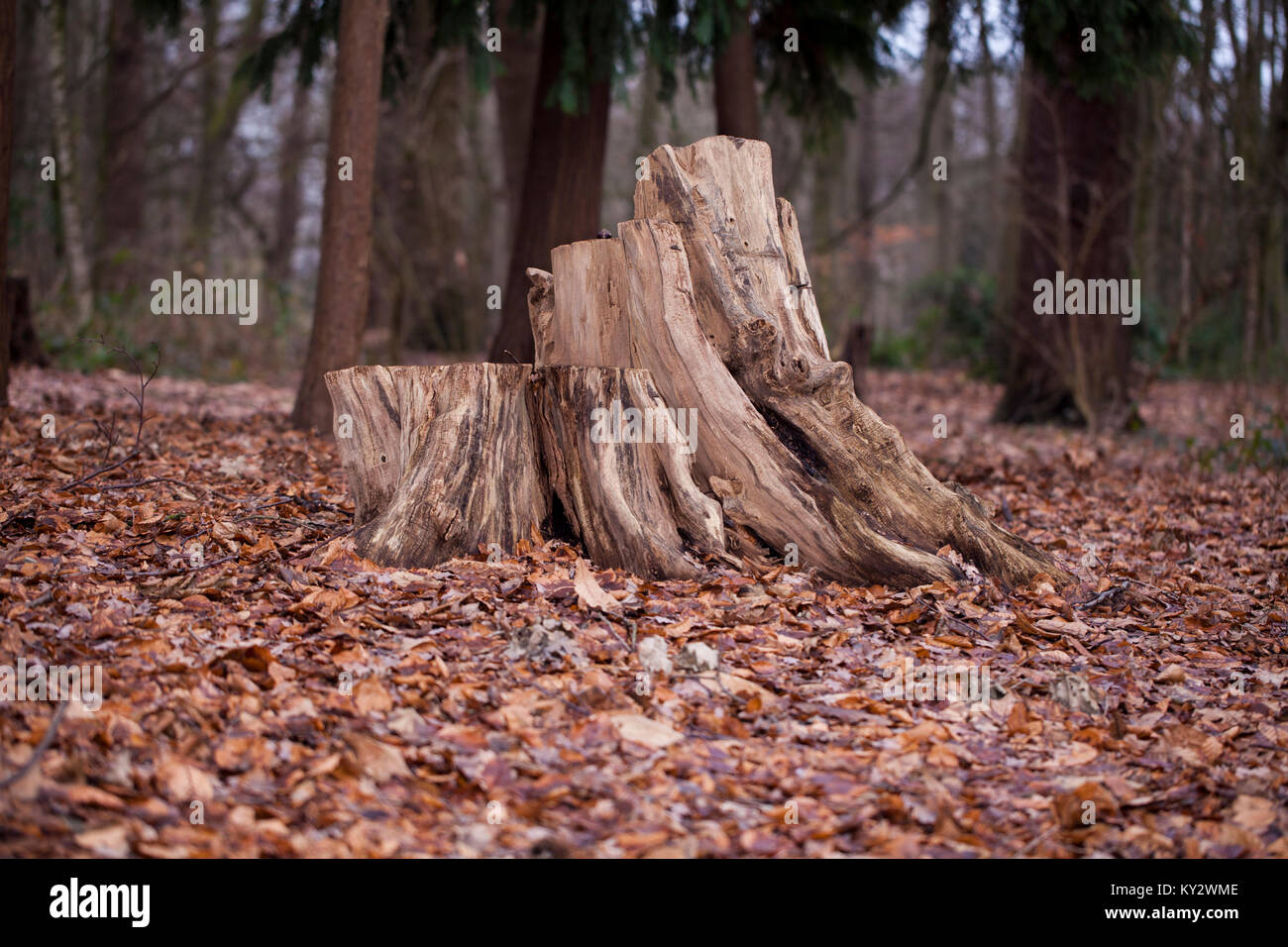trunk on the cut tree Stock Photo - Alamy
