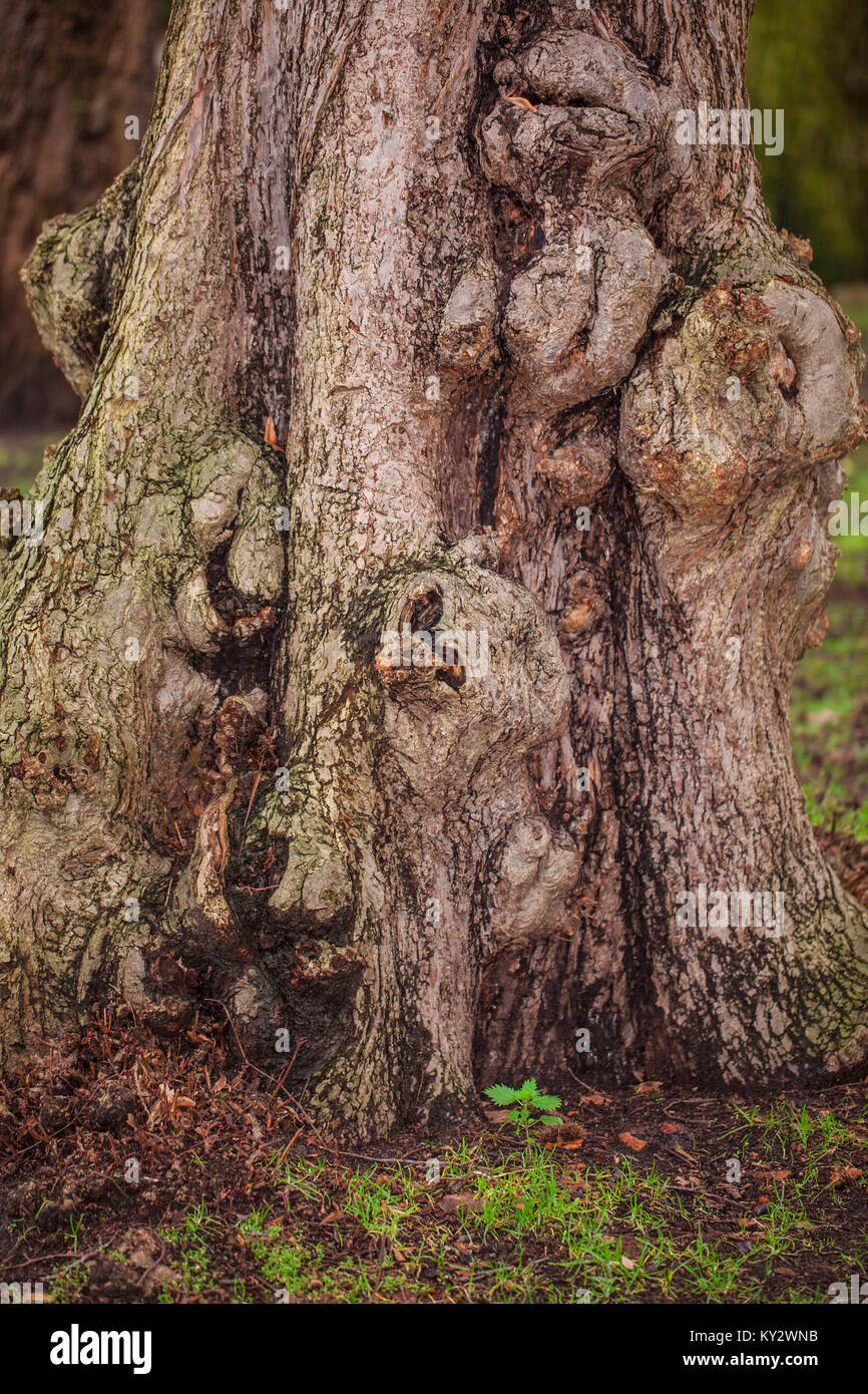 very old tree, deformed Stock Photo - Alamy