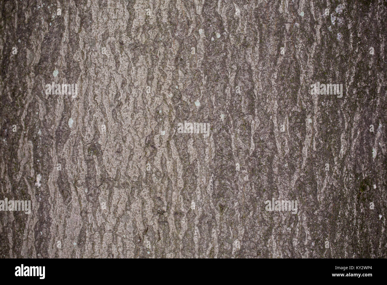 light brown bark, closeup Stock Photo - Alamy
