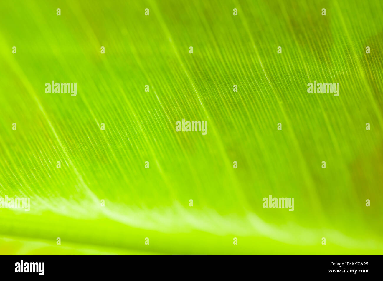 green leaf, natural background close up Stock Photo - Alamy