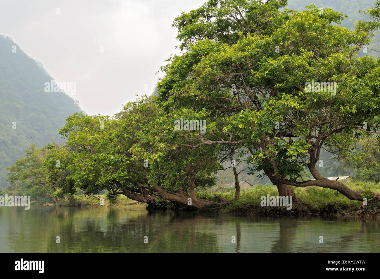 Trees on the shore of Ba Be Lake, Ba Be National Park, north Vietnam ...